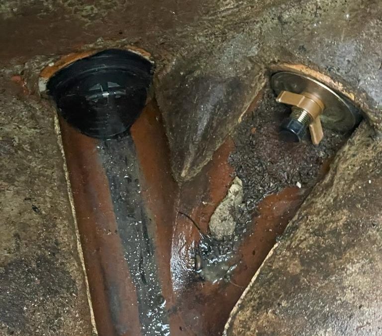 Keeping rats out of your home guide - Beekind Pest Control