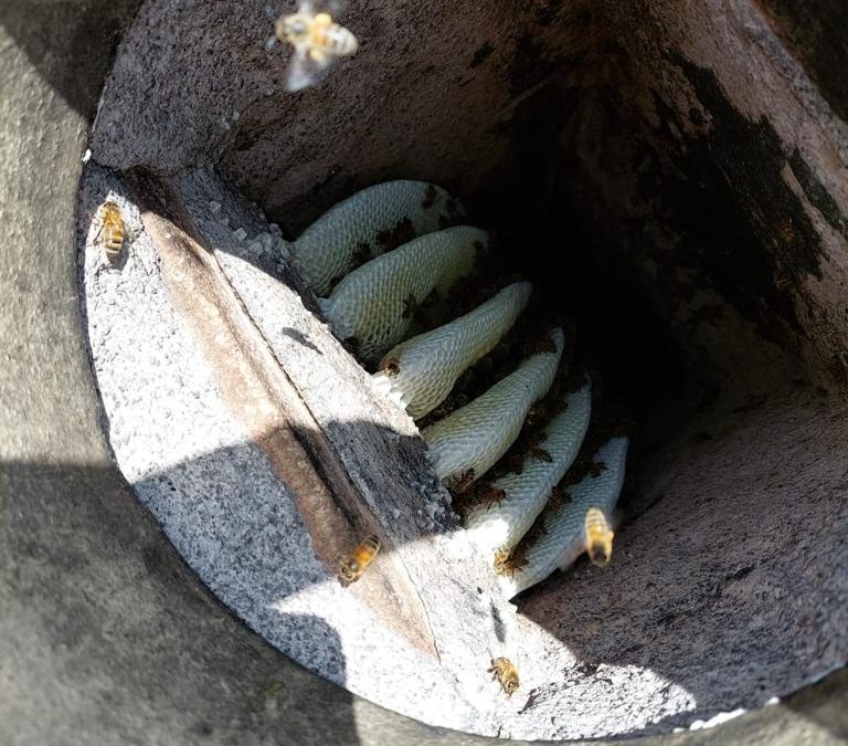 Honeybee swarm move into an active chimney! - Beekind Pest Control
