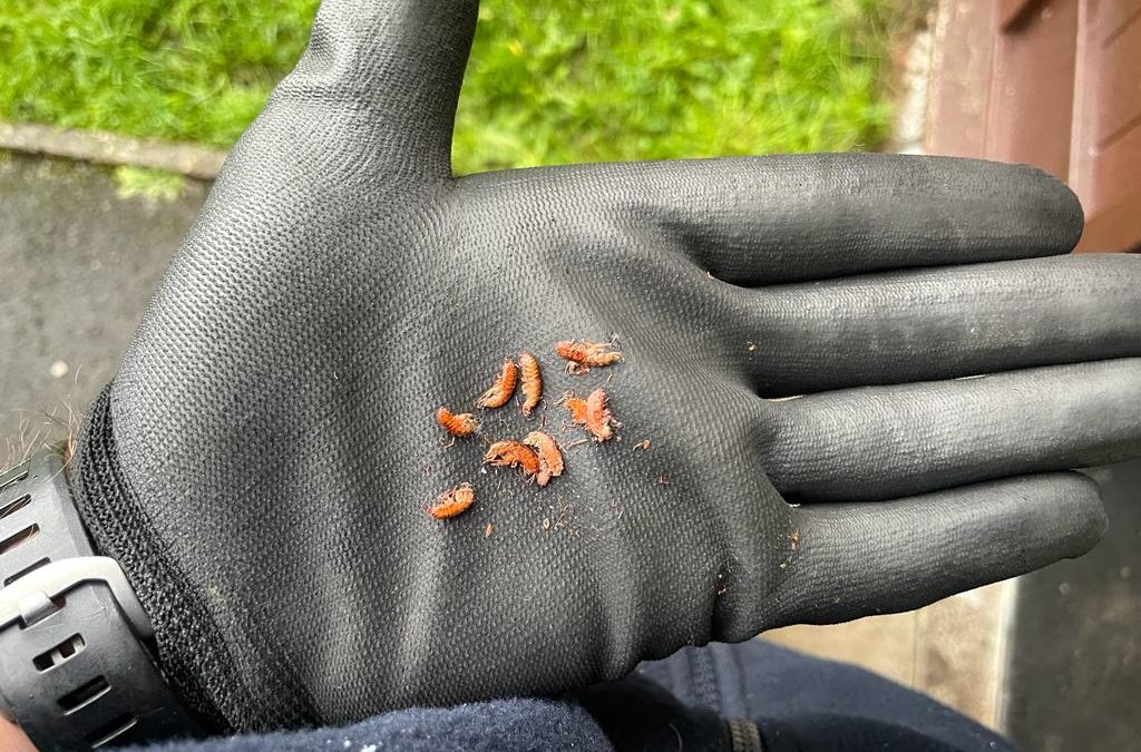 Biting sand fleas in a block of flats! - Beekind Pest Control