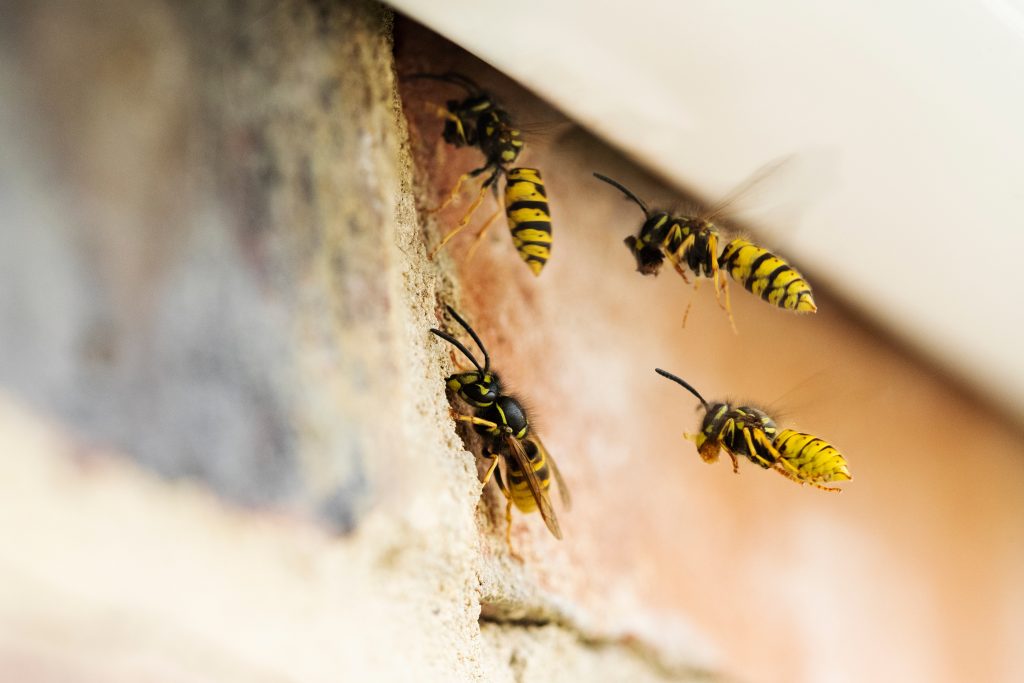 Why You’re Still Finding Wasps in Your Home: Understanding Queen Wasps ...